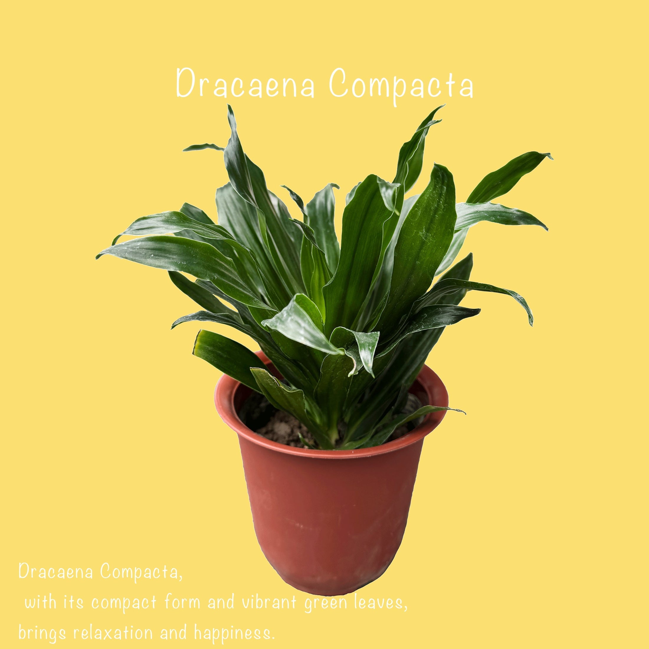 「ドラセナコンパクタ（Dracaena compacta）の魅力と育て方｜風水や花言葉から成長速度まで解説！」 – 正直屋本舗